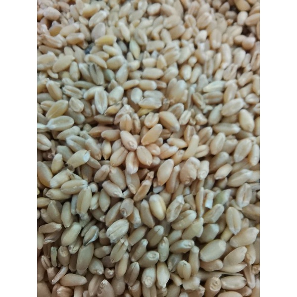 Biji Gandum Wheat Grains Makanan Ternakan Ayam Makanan Burung Makanan ...