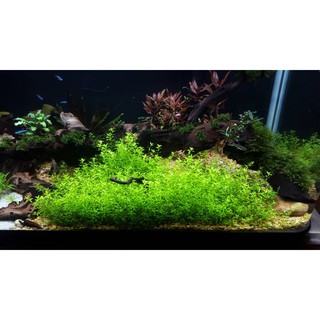 Hemianthus Micranthemoides (Pearl Weed) - Aquarium aqua plant ...