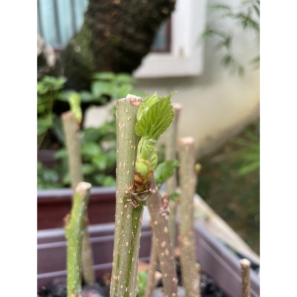 Pokok Malberi ( keratan batang dan berakar ) | Shopee Malaysia