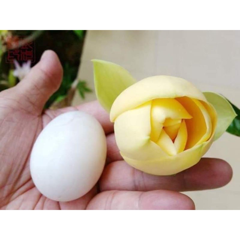 Cempaka telur kuning pokok bunga wangi | Shopee Malaysia