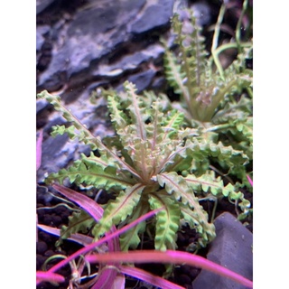(DOA) Pogostemon Helferi/ Downoi / Red Downoi/ Aquatic plant/Water ...