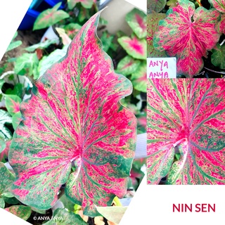 PART 1 Keladi BENIH UBI Murah Viral Harga Bajet Anak Cantik Hiasan ...