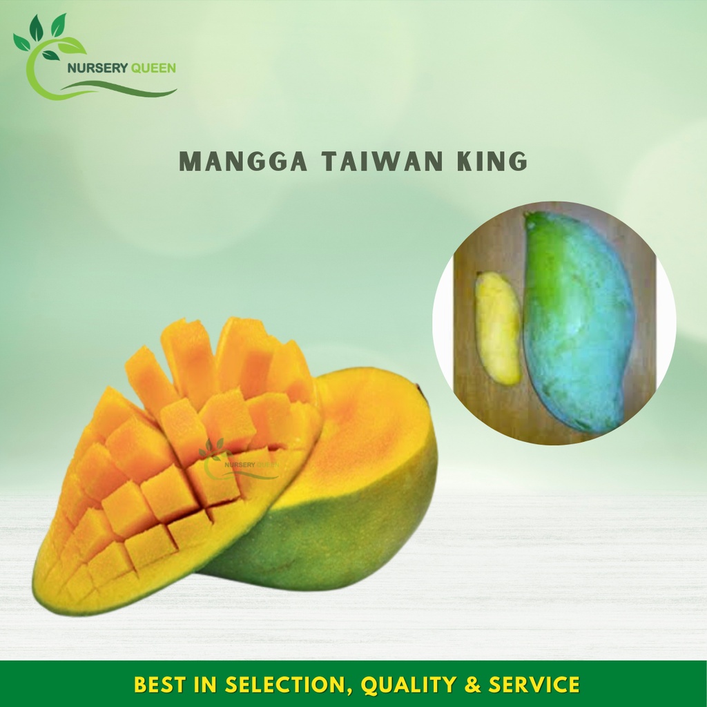 Anak Pokok Mangga Taiwan King [Max of 4 trees each parcel] Pokok Hidup ...