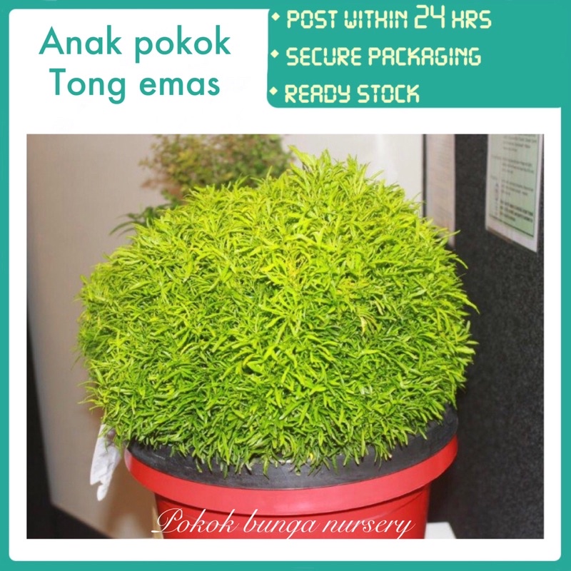 PBN - tong emas - anak pokok bunga nursery jari ayam gold nugget bola ...