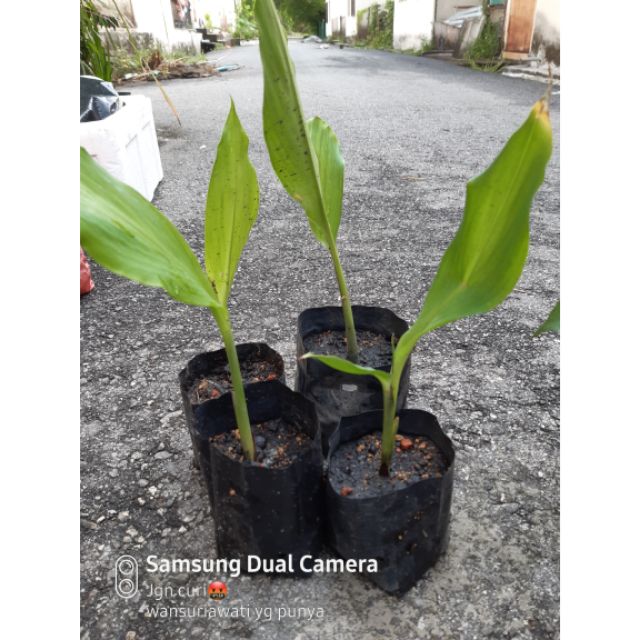 anak pokok tepus kesing / pijat / cemomok | Shopee Malaysia