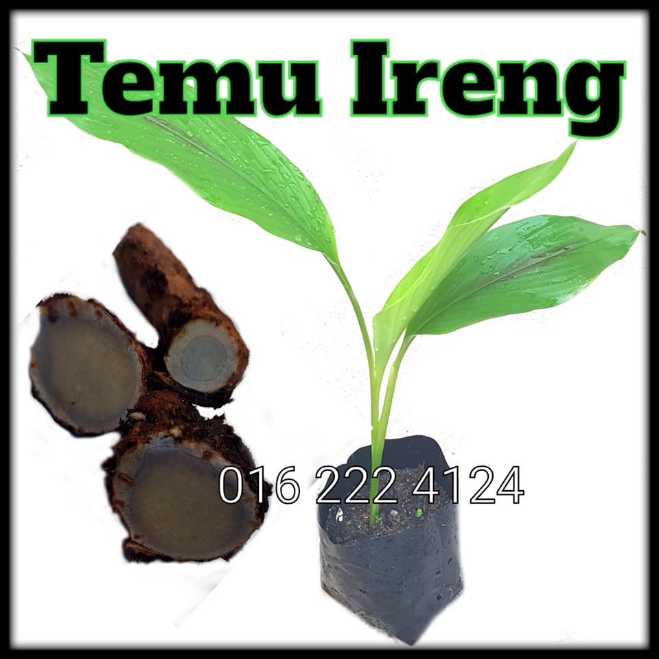 Anak Pokok TEMU IRENG/ TEMU HITAM (Curcuma aeruginosa Roxb.) | Shopee ...