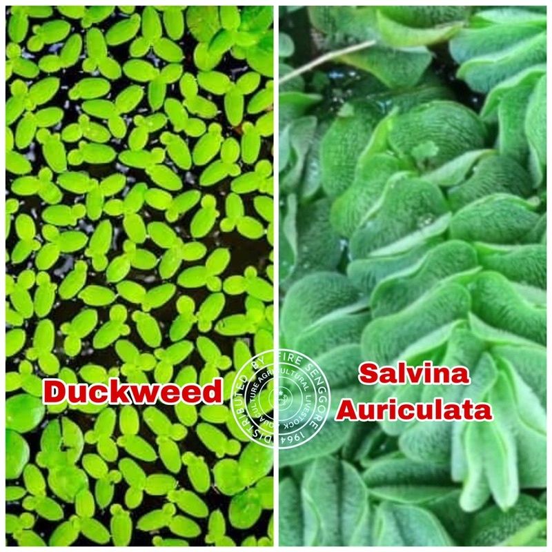 [Aquatic Plants] Duckweed/Pokok Salvina/ kiambang lipan akuatik/rumpai ...