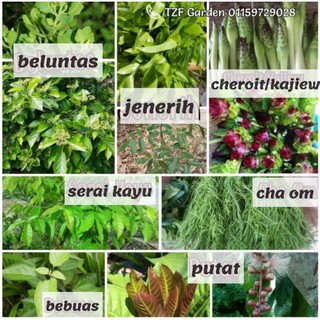 Part 2 : Ulam Putat Bebuas Jenerih Beluntas Cha om Kajiew serai kayu ...