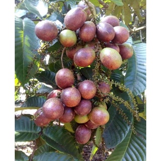 Longan Brazil (buah 3rasa)(durian+rambutan+laici) | Shopee Malaysia