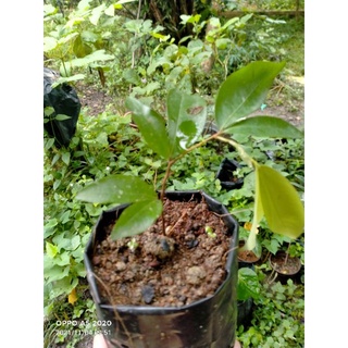 anak pokok nam- nam @ pokok katak Puru murah | Shopee Malaysia