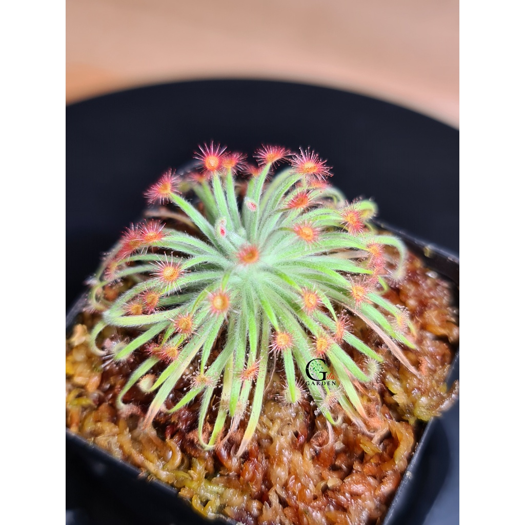 Drosera Derbyensis [Sundew, Drosera][Carnivorous Plants][GILAGARDEN ...