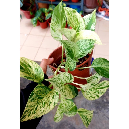 Pothos MARBLE QUEEN (POKOK RIMBUN)(READY STOK) | Shopee Malaysia