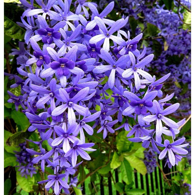Anak Pokok Sandpaper Vine Ungu/Purple aka Petrea Volubilis | Shopee ...