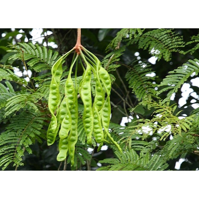 Anak Pokok Petai Hybrid | Shopee Malaysia