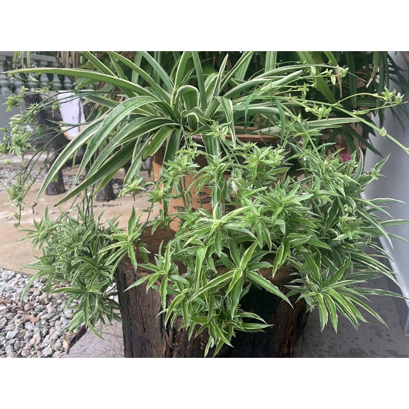 chlorophytum comosum spider plant | Shopee Malaysia