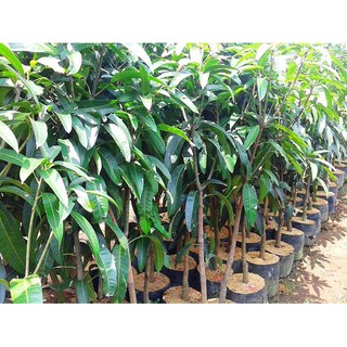 Anak Pokok Mangga Irwin Hybird // Purple Mango 'Irwin' Grafted Live ...