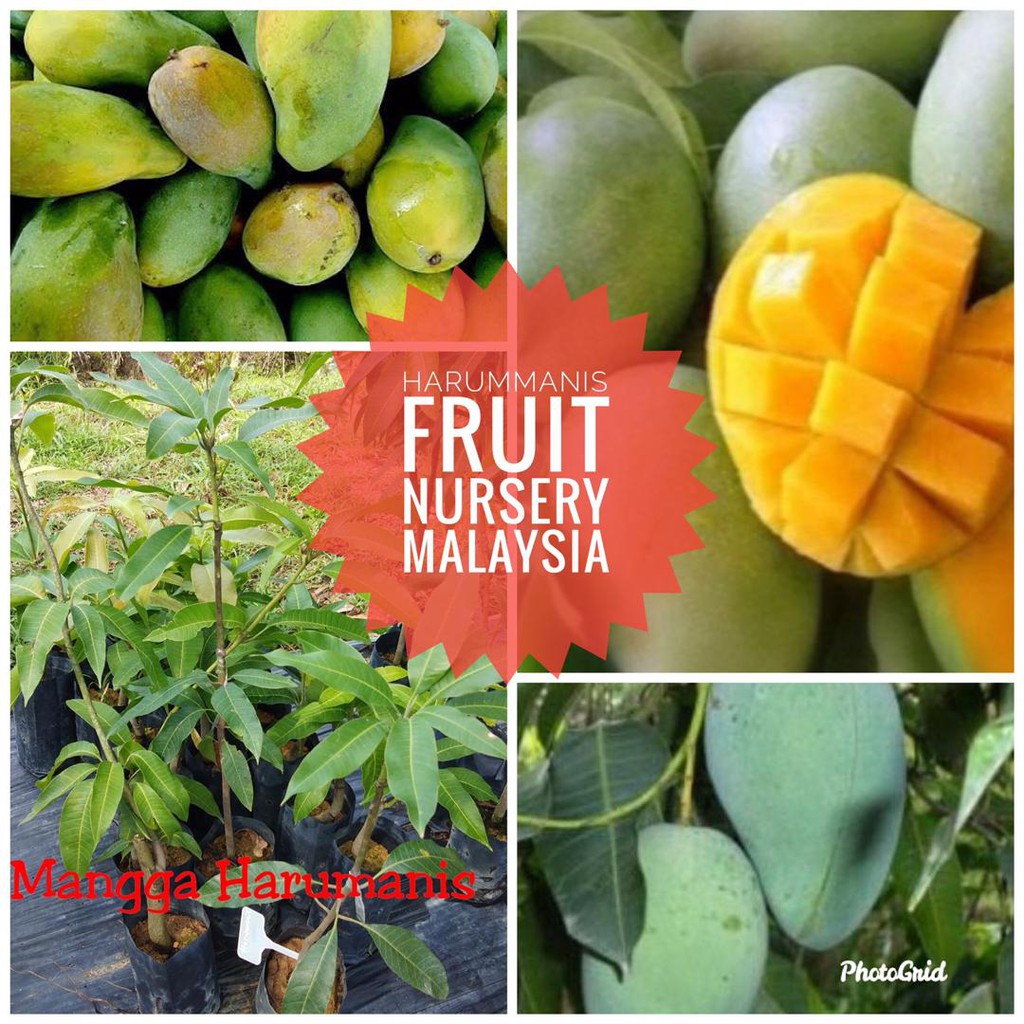 Anak pokok Mangga Harumanis hybrid-Fruit Nursery Malaysia | Shopee Malaysia