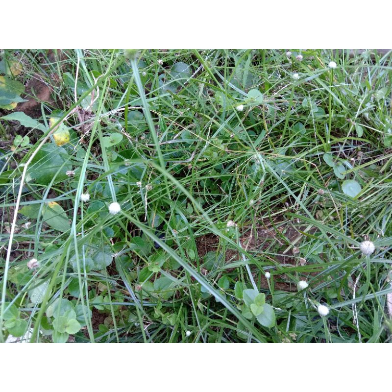 RUMPUT PENDUL HERBA untuk Kucing Sihat READY STOCK (5/10/20TANGKAI ...