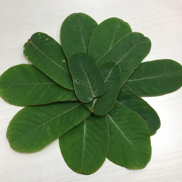 Daun gelenggang asli | Shopee Malaysia