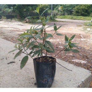 ANAK POKOK SENDUDUK PURPLE (2 anak pokok rm15) | Shopee Malaysia
