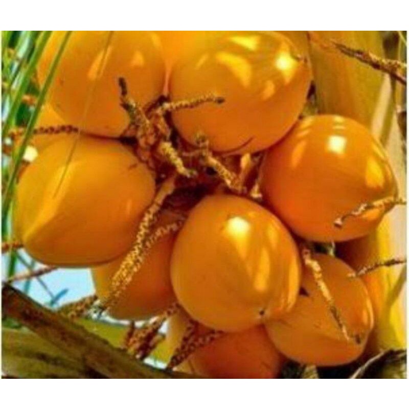 buah kelapa muda gading / kuning manis (no urgent order) | Shopee Malaysia