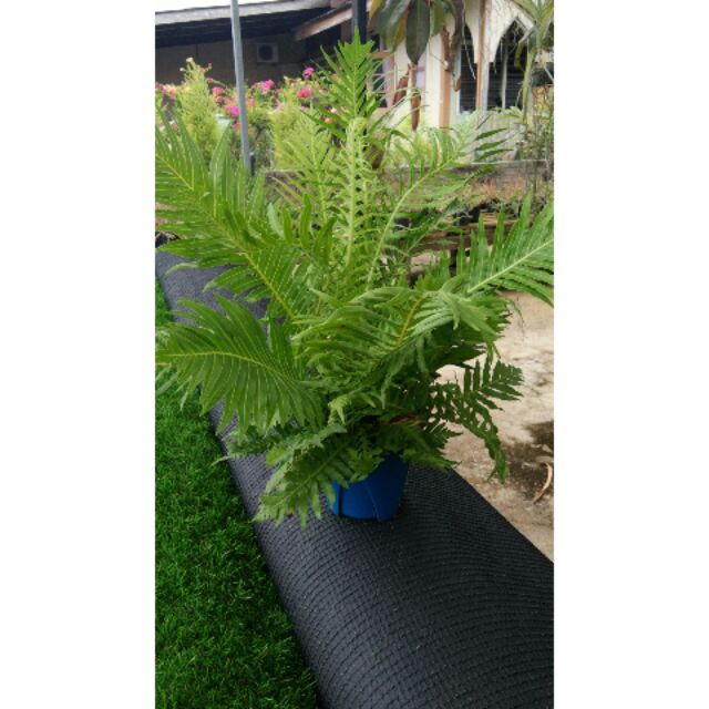 Angiopteris Elephant Fern indoor plant | Shopee Malaysia
