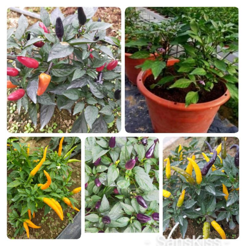 READY STOCK (pokok cili dalam pasu ) chilli plant direct from Cameron ...
