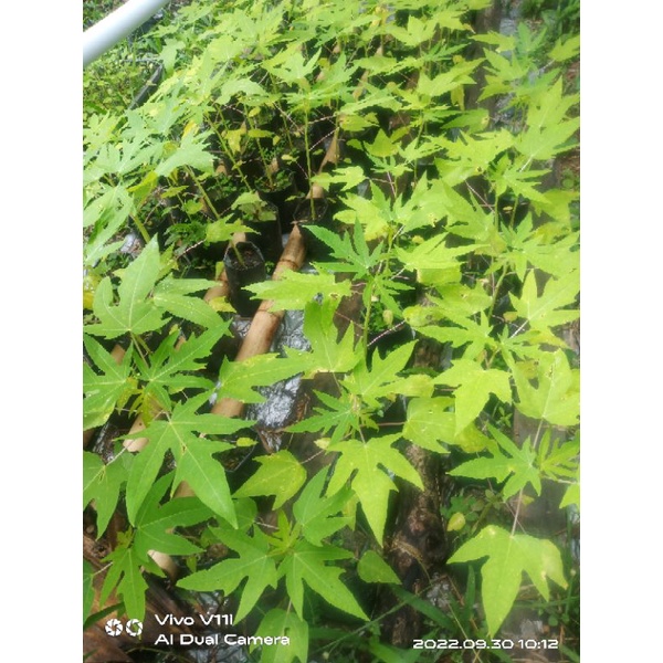 anak pokok betik kuning | Shopee Malaysia