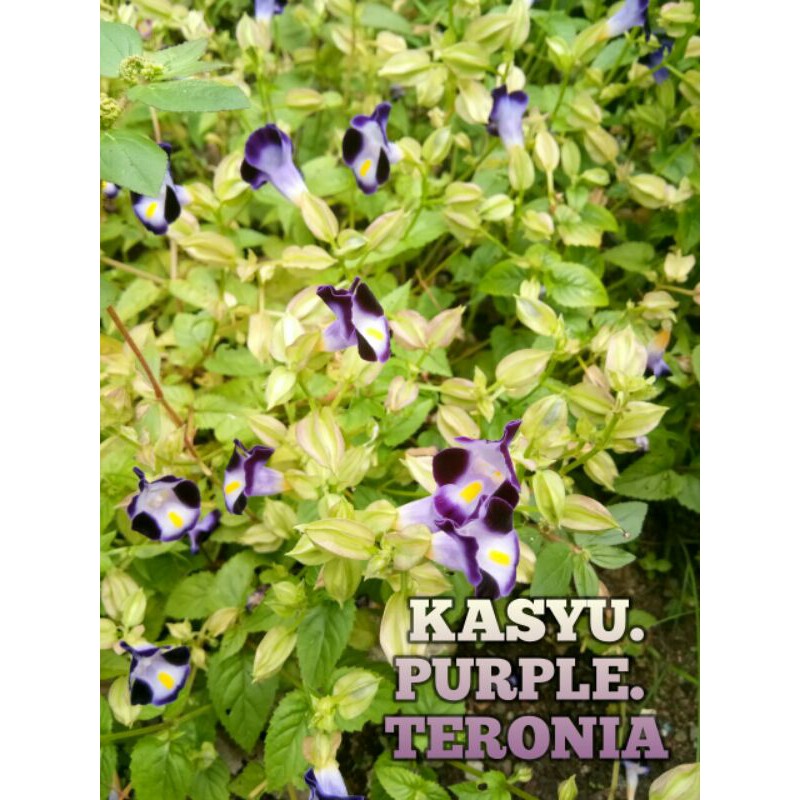 Benih Teronia Ungu 100pcs | Shopee Malaysia
