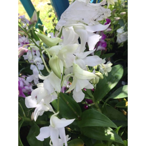 Orkid Dendrobium (putih) | Shopee Malaysia