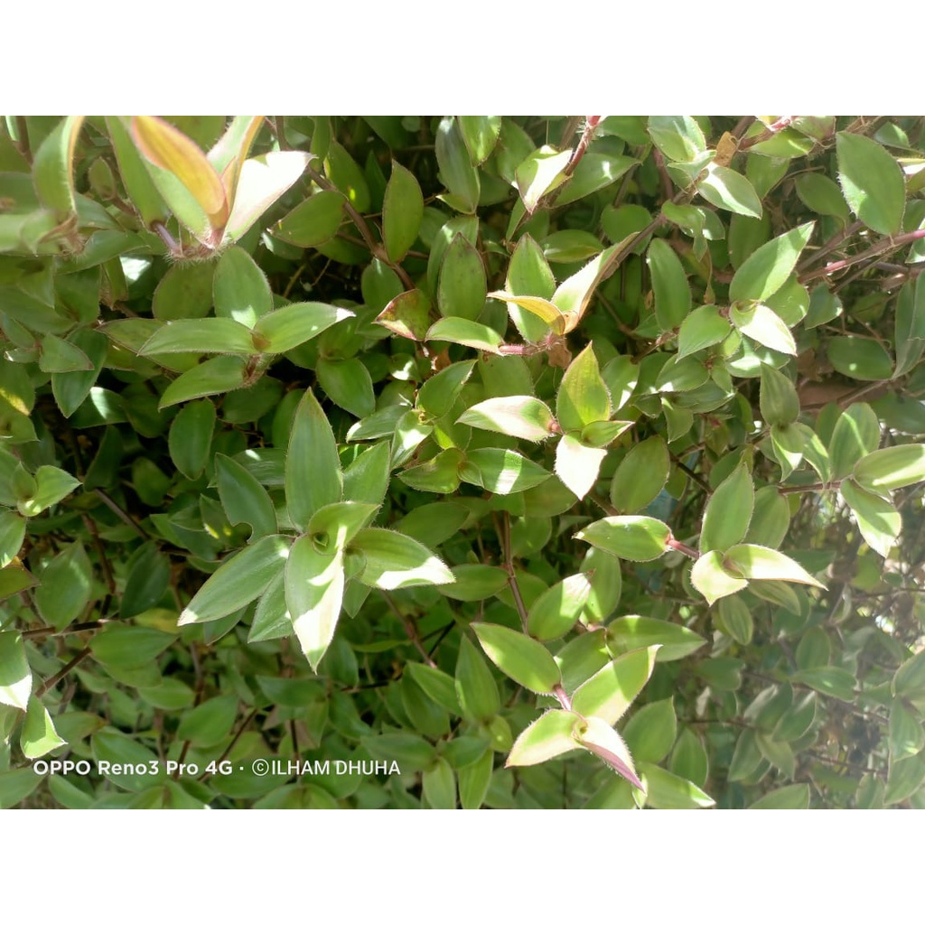 130GM / DAUN POKOK TELINGA KERA / POKOK TELINGA KERA / TELINGA KERA ...