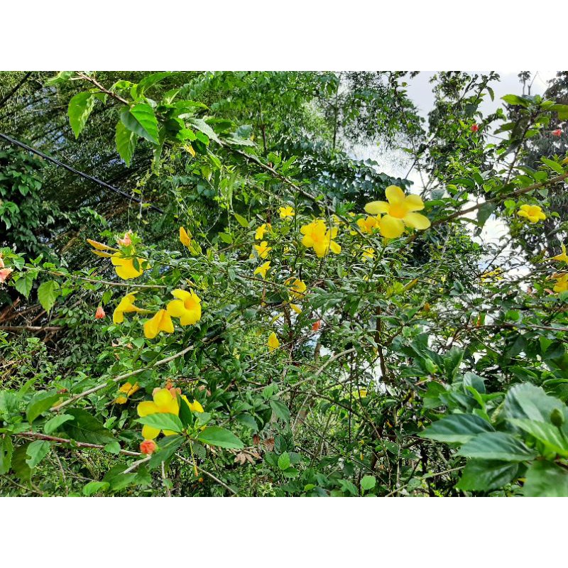 LIVE PLANT Bunga loceng kuning/Yellow Alamanda (5 keratan batang ...