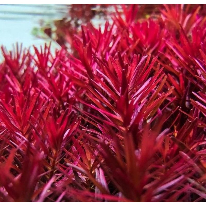Rotala blood red 7 stem | Shopee Malaysia