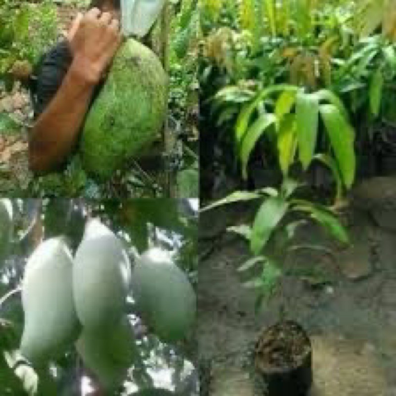hybrid Mangga King plant / Pokok Mangga King Hybrid / 芒果王树苗 | Shopee ...