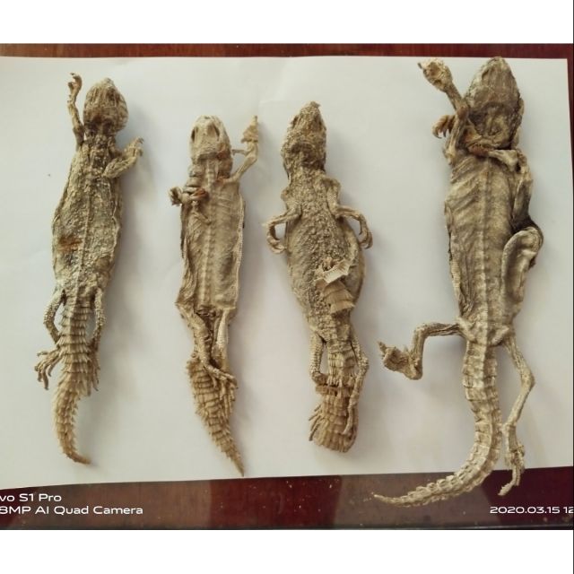 Dhab Kering from egypt (dried egypt dhob) | Shopee Malaysia