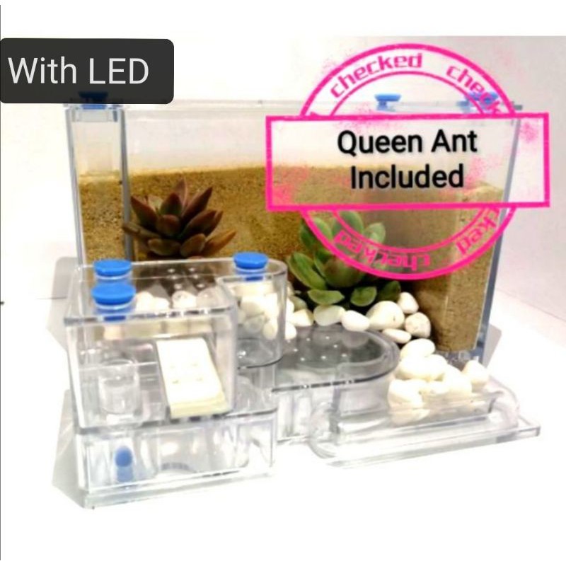 Ant Farm + Queen - LED Super Deluxe XXL Ecological Ant Farm | Exploring ...