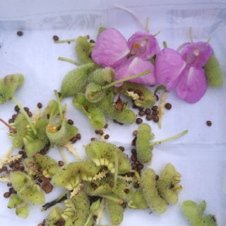 BENIH BUNGA KEEMBONG 5 WARNA (MIX) /BALSAMINA/BUNGA LEGEND/WARNA WARNI ...