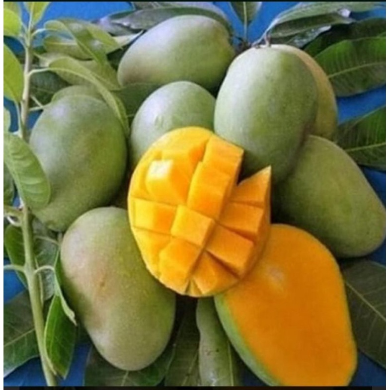 Pokok Mangga Harumanis Hibrid | Shopee Malaysia