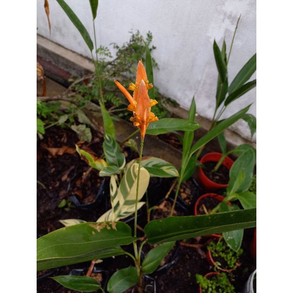 heliconia deep orange / heliconia sepit udang ( anak pokok dalam ...