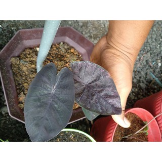 Caladium Black Magic | Shopee Malaysia