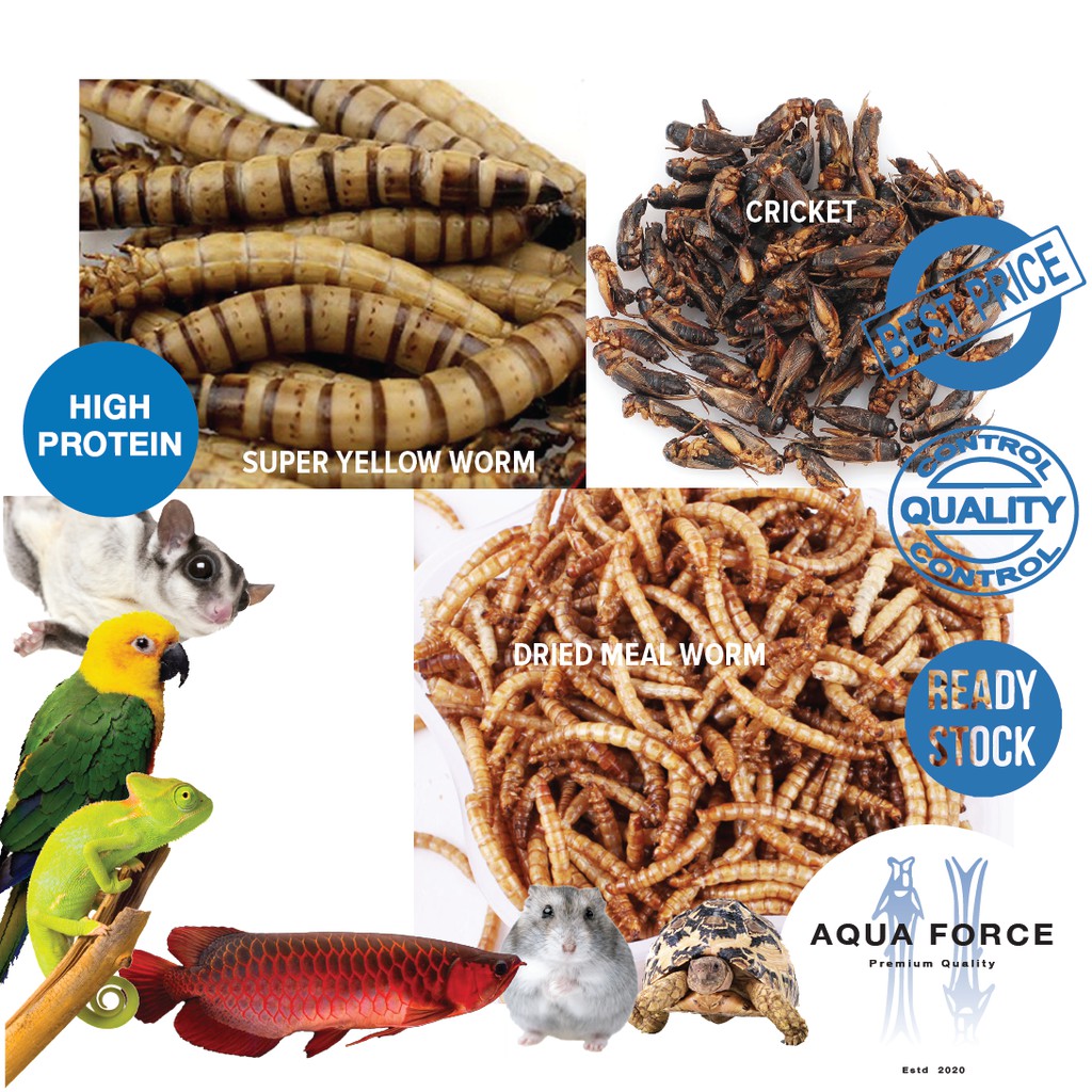 DRIED MEAL WORM / DRIED SUPER YELLOW WORM / DRIED CRICKET - hamster ...