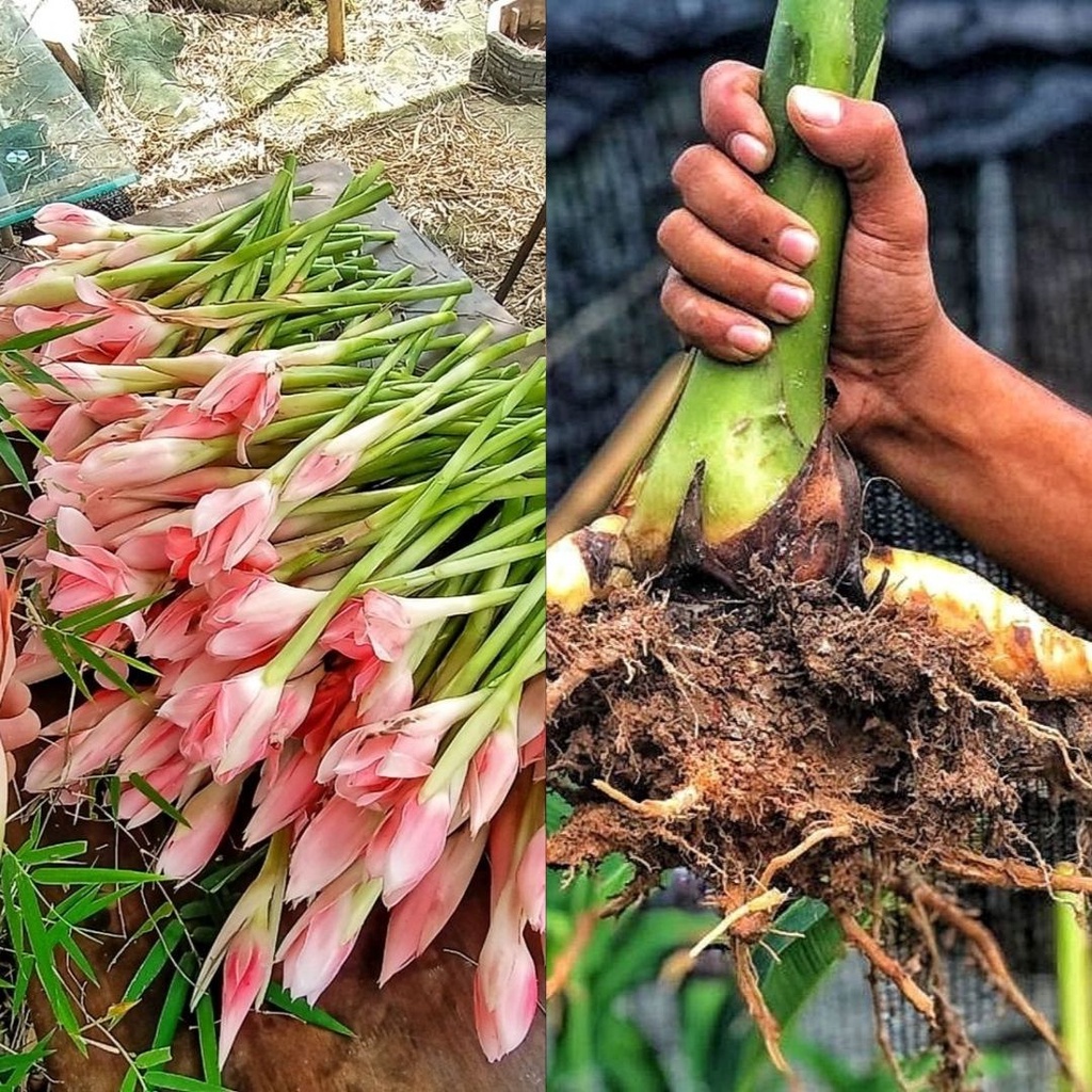 Pokok Bunga Kantan Rizom Pink Ruby Berakar | Shopee Malaysia