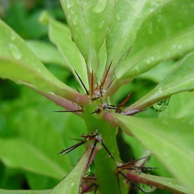 Anak Pokok Duri 7 Bilah - Herba Tempatan dalam pasu 13cm- Organik ...