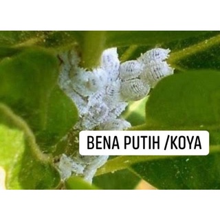 KCK 1000ml Fungus Repellent Pembasmi Fungus Tanaman & Anti-Serangga ...