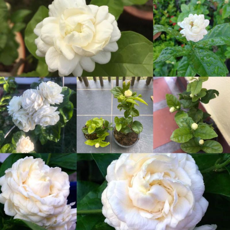 POKOK BUNGA MELUR SUSUN HARUM & WANGI / MELUR ROSE / JASMINUM SAMBAC ...