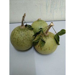 Vilvam Fruit/Indian Bael Fruit/ Buah Bilva 1KG { UNRIPE} | Shopee Malaysia