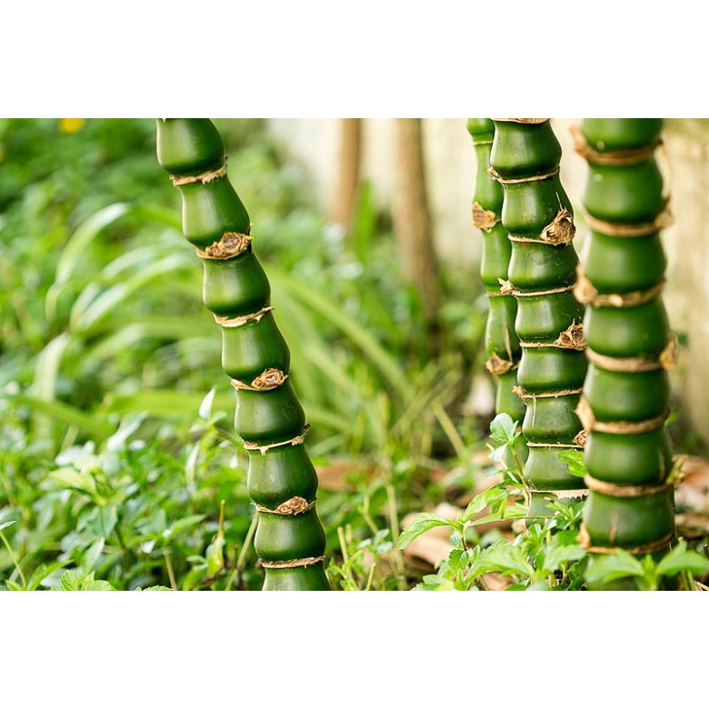 Anak Pokok Buluh Hiasan Buddha Belly | Shopee Malaysia