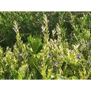 buah jeruju/jemuju herba tradisional (10 biji) | Shopee Malaysia