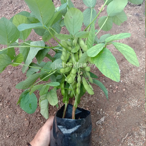 10pcs Seed Biji Benih 种子/ Edamame/ Kacang Bulu Soya/ 毛豆 | Shopee Malaysia