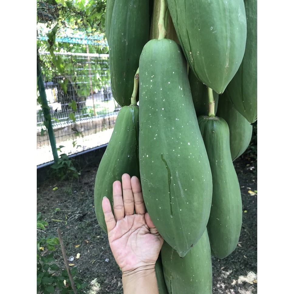 10 Pcs Super Long Papaya Seeds | Shopee Malaysia